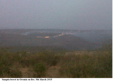 Oromia forests set on fire: The Oromia’s Natural Forest has been ...
